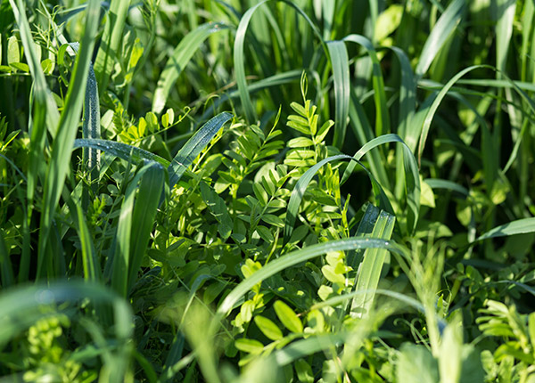 Cover Crop Seeding With Loftness® Spreaders - Loftness